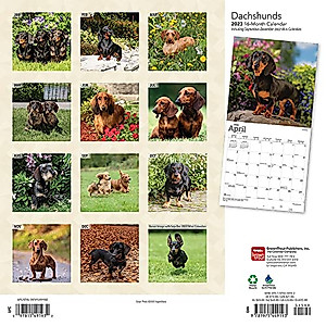Dachshunds | 2023 12 x 24 Inch Monthly Square Wall Calendar | Foil Stamped Cover | BrownTrout | Animals Dog Breeds DogDays