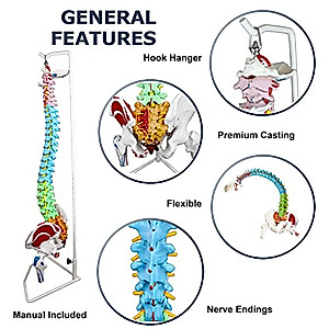 Vision Scientific VAV245 Flexible Spinal Column | 5 Color-Coded | Muscle W Occipital Bone | Sacrum, Coccyx, 24 Vertebrae, Soft Disc | Pelvic Bones & Femur Heads, Arteries, Nerve Endings | W Manual