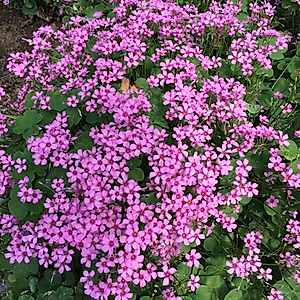 20g Red Oxalis corymbosa DC Bulbs Red Shamrock Wood Sorrel Flower Oxalis triangularis Purple Shamrock Bulbs Red Shamrock for Home Garden Outdoor Planting.