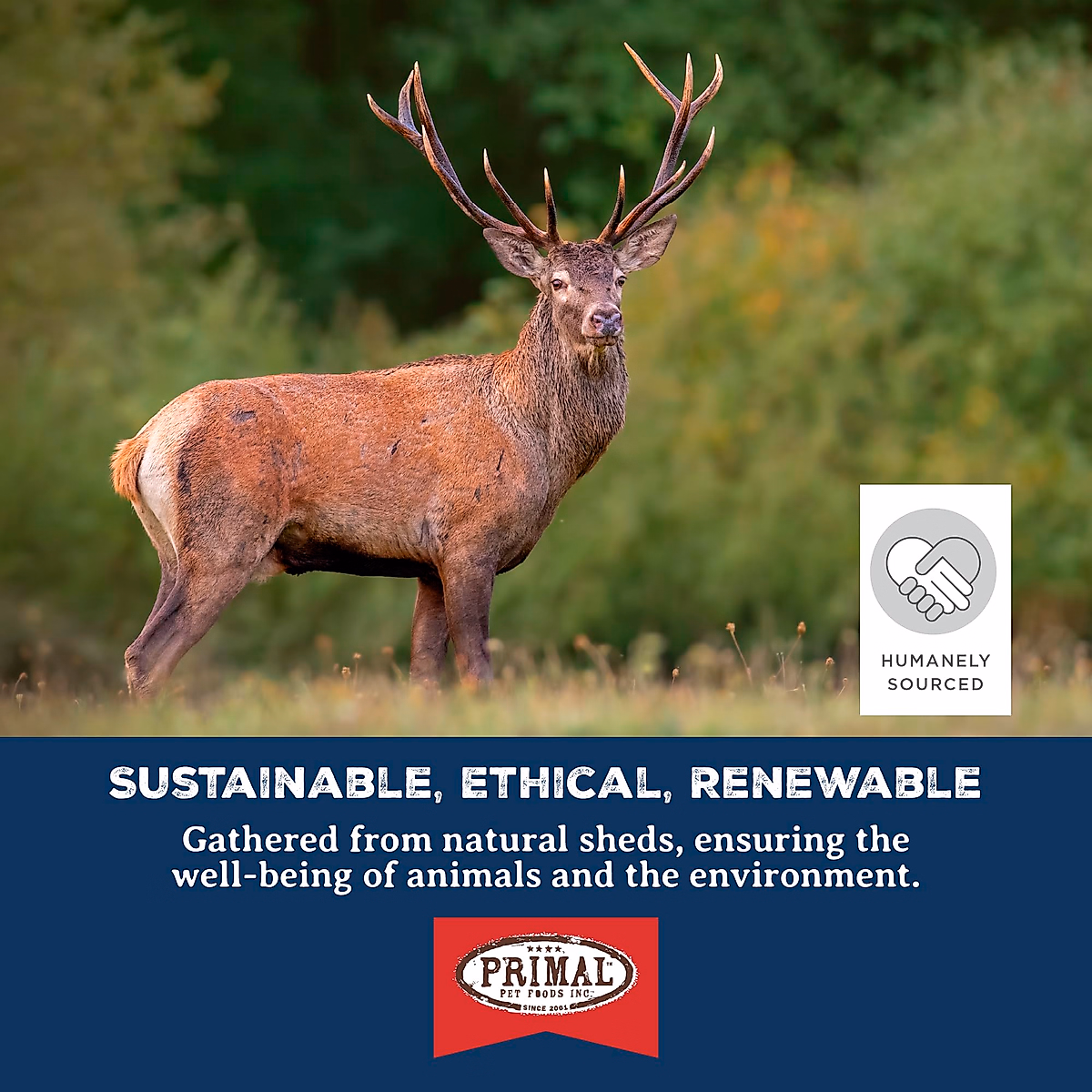 Primal Antlers for Dogs - Grade A Split Elk Antlers for Small Dogs up to 15 lb - Natural Dog Chews for Aggressive Chewers - Naturally Shed Antlers - Long Lasting Dog Bones - 1 ct