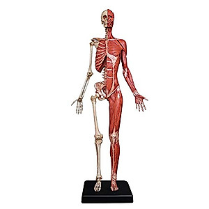 Female Anatomy Figure - Human Muscle Skeleton Anatomical Model Painting Model Human Anatomical Muscle Bone and Skin Model Reference for Artist