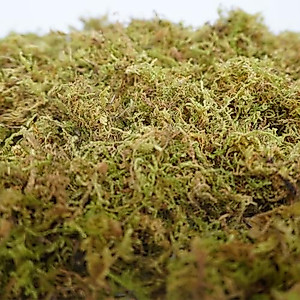 Begeterday 150g Pure Natural Forest Moss for Hamsters Bedding Nesting, Small Animal Habitat Decoration, Good for Hamster Cages Accessories