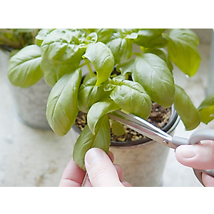 Sereniseed Certified Organic Herb Seeds Collection (10-Pack) – 100% Non GMO, Open Pollinated Varieties – Guide for Indoor & Outdoor Garden Planting