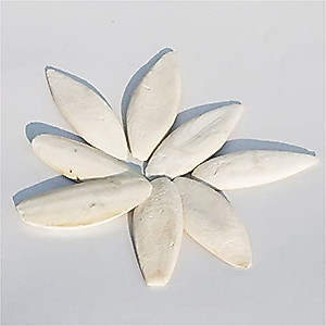 Rosavida 3 Pieces Cuttlebone Natural Polished Cuttlebone for Cockatiels Birds Reptiles Turtles and Snails Optimal Calcium and Mineral Supply 5.5-6.5 Inch