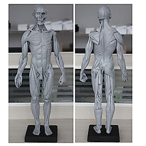 Male&Female Human Anatomy Figure Anatomical Skull Head Body Muscle Bone and Skin Model Lab Supplies, Anatomical Reference for Artists,60cm