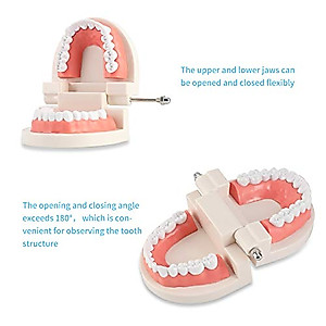 Dental Adult Standard Teeth Model, Typodont Demonstration Denture Model|Mouth Teeth Model Dental Supplies for Kids, Dentist Students, Patient, Teaching, Studying, Displaying, Educating