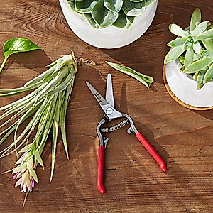 Corona FS 4310 FS4310 Shear, 1-1/4 Inch