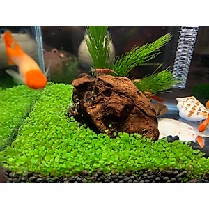 30gram Aquarium Plant S e-e-d, 3 Pack no Artificial Plastic Water Grass for Fish Tank Terrarium Carpet Grass Mini-Leaf AAA