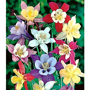 RAISE ME UP: Seeds Columbine Mix Aquilegia Perennial Flowers