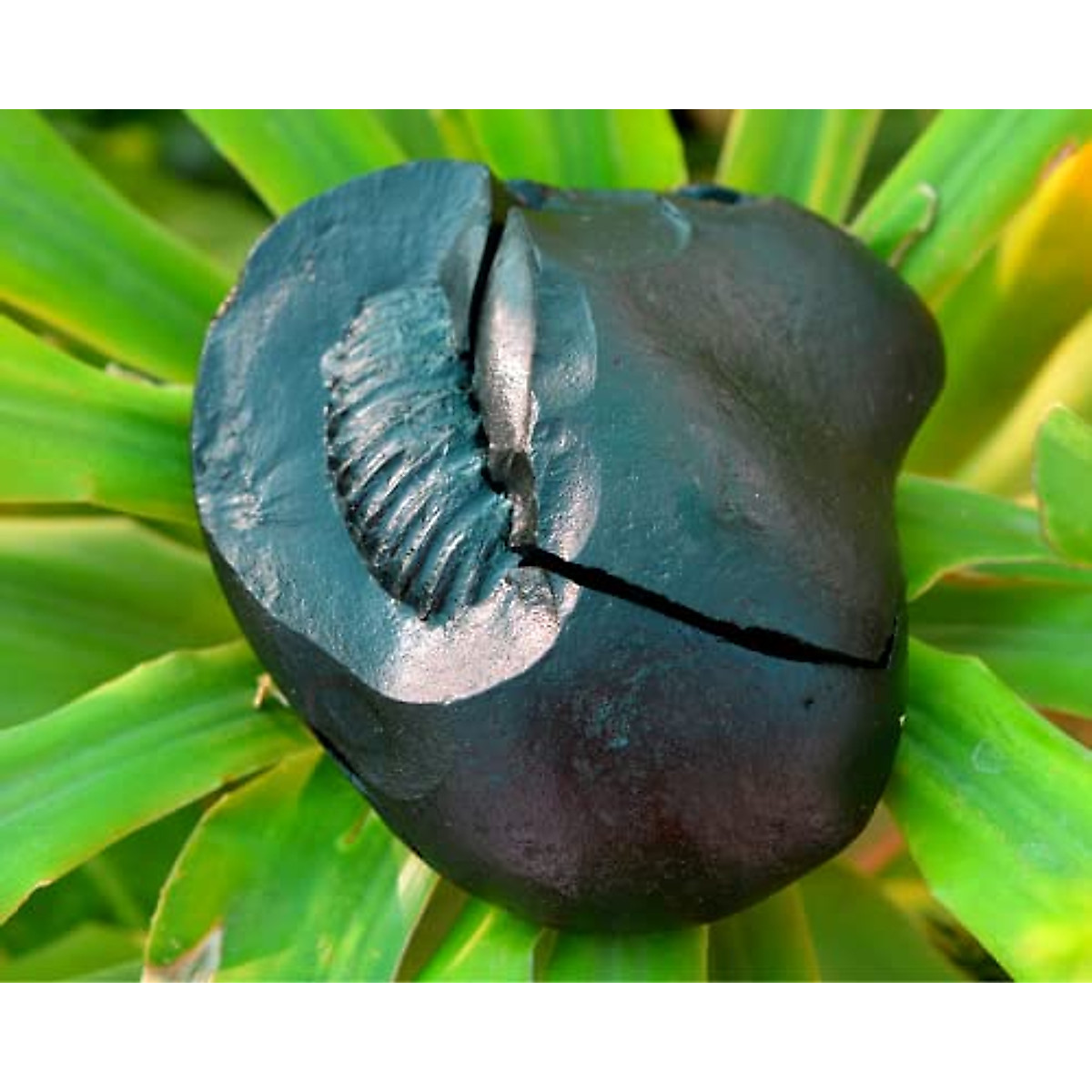 3.5"X3"Shri Laxmi Narayan Shaligram, Rare & Special One Piece, Religious Gifts, Saligram Stone - Gandaki River -I-6054