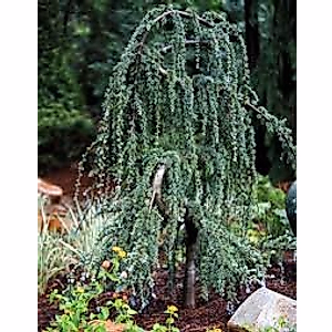 Weeping Blue Atlas Cedar 3 - Year Live Tree