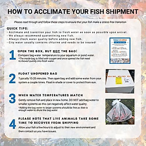 Toledo Goldfish Live Comet Common Feeder Goldfish for Ponds, Aquariums or Tanks – USA Born and Raised – Live Arrival Guarantee – 0.75 to 1.5 inches, 10 Fish