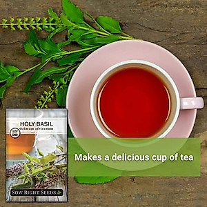 Sow Right Seeds - Holy Basil Tulsi Seed for Planting - Culinary Herb to Plant in Your Home Garden - Indoors or Outdoors - Ayurvedic Medicine and Tea - Non-GMO Heirloom Seeds - Great Gardening Gift