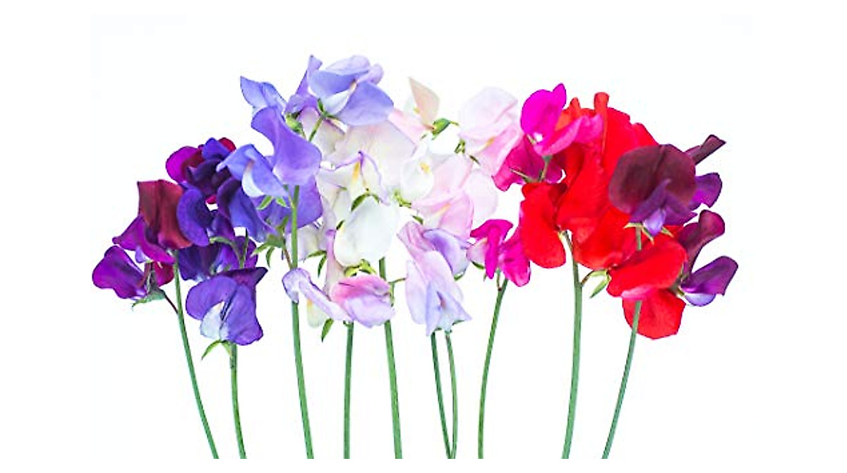 Fragrant Sweet Peas Seeds - Royal Family by Earthcare