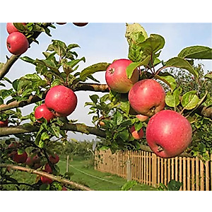 30+ Seeds Red Delicious Apple Seed Fruit Plant Garden Outdoor Rare Apple Tree Seeds
