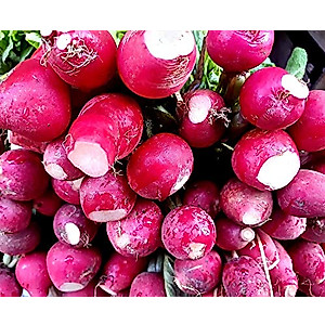 Radish Seeds for Planting - Plant & Grow Cherry Belle Radish in Home Outdoor Vegetable Garden - Heirloom Non-GMO Packets with Full Planting Instructions - Great Gardening Gift