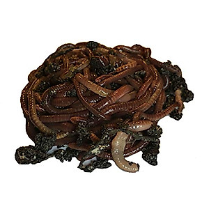 250+ Red Wiggler Earthworms, Organic and Sustainably Raised