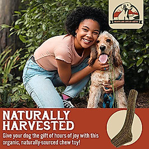 Deer Antlers for Dogs - Grade A, Naturally Shed Antlers | Long Lasting Dog Bones for Aggressive Chewers & Teething Puppies | Chew Toys for All Breeds | USA Made & Veteran Owned (Large: 6-8", 1-Pack)