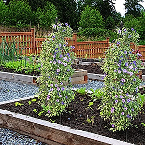 APSOONSELL Garden Obelisk Trellis for Potted Plants, Plant Trellis Support for Climbing Plants, Metal Trellis for Climbing Plants Indoor and Outdoor, Tomato Trellis Tower