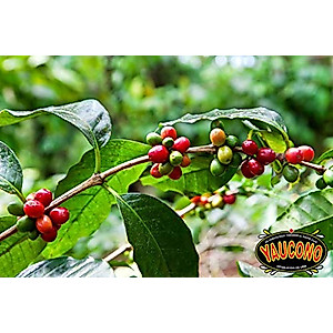 Yaucono Whole Bean Coffee, Arabica Medium Roast, Bagged, 2 Pound (Pack of 2)