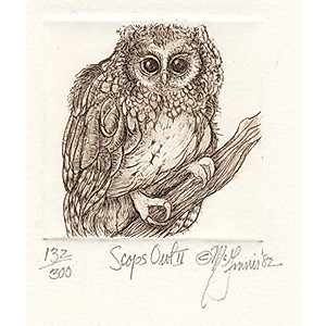Scops Owl II