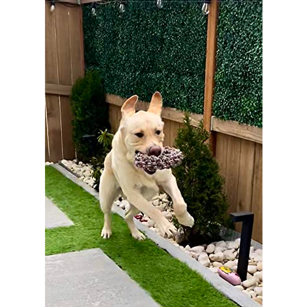 Monmoto Colorful Christmas Rope Toy for Dogs, Cotton Rope Toy, Tug Toy, Dental Chew Rope, Interactive Toy, Multi Braided Ring Rope Toy for Medium, Large, X-Large Dogs (Ring Toy)