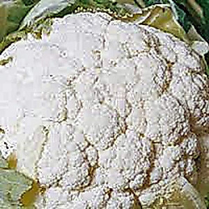 Cauliflower Seed, Snowball Y, Heirloom, Non GMO, 25 Seeds, Large, Delicious and Healthy