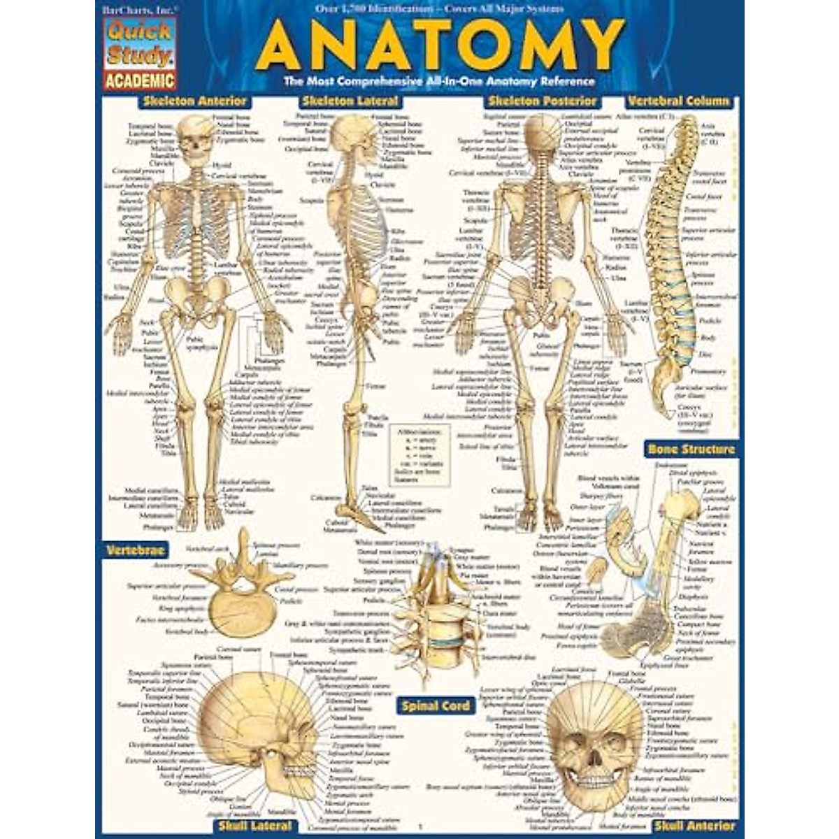 Anatomy - Reference Guide (8.5 x 11): a QuickStudy reference tool (Quickstudy Academic)