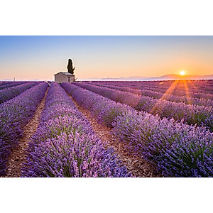 Organic Lavender Tea | 100% Certified Organic | Food Grade Dried Lavender Flowers | Perfect for Tea, Baking, Lemonade, DIY Beauty, Sachets & Fresh Fragrance | 100% Raw Albanian Harvest | Large 4oz