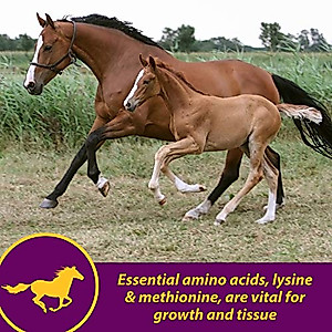 Horse Health Shur Hoof Hoof Supplement for Horses, Helps Grow Strong, Tough Hooves, 2.5 Pound, 40 Day Supply