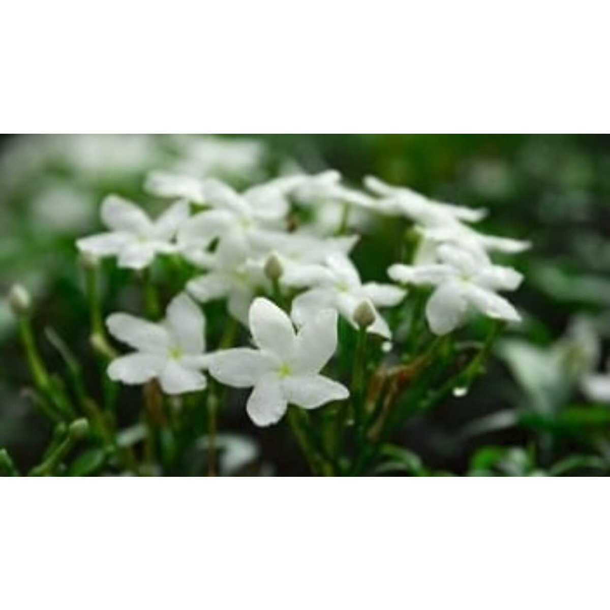 SANCTIFIED Chameli Ittar Perfume Natural Long Lasting Non-Alcoholic (10 Ml), Chameli Attar (Lovely Floral Scent)