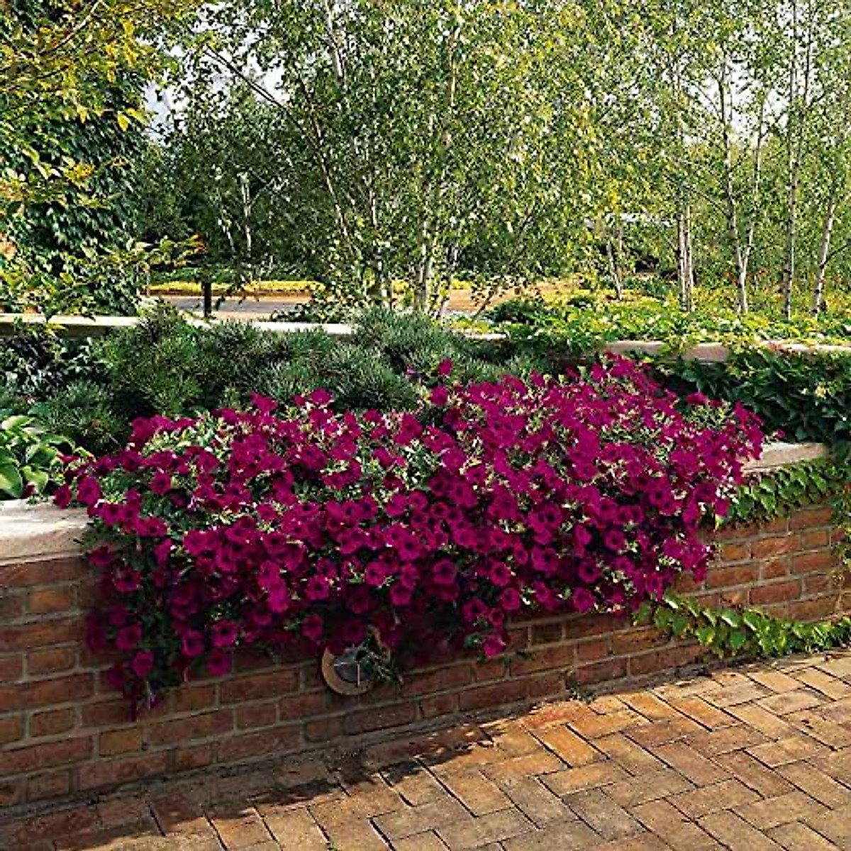 Outsidepride Spreading Purple Classic Wave Petunia Garden Flowers for Hanging Baskets, Pots, Containers, Beds - 30 Seeds