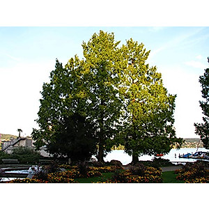 Jurassic Dawn Redwood | Tree Seed Grow Kit | The Jonsteen Company