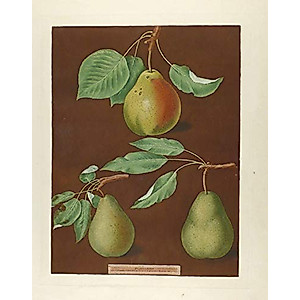 [Pears] Cadillac; Paddington Pear; St. Martial Pear