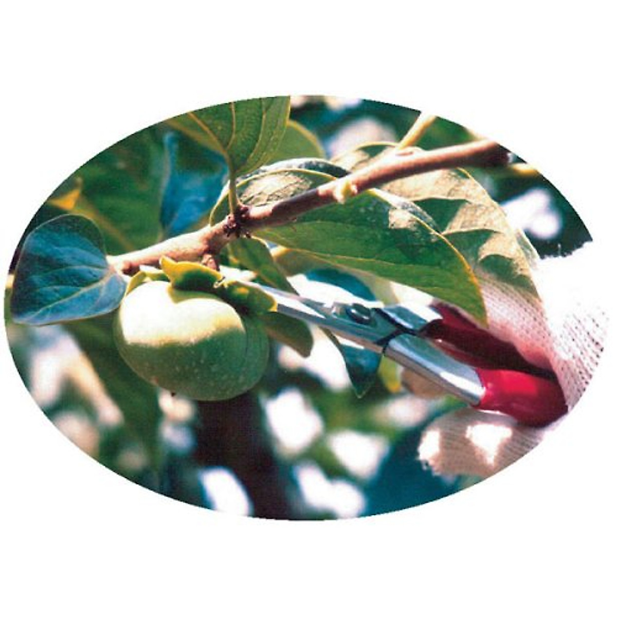 Chika masa stainless bud shears T-550S (japan import)