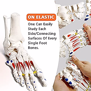 Foot Skeleton Model On Elastic, W/Tibia-Fibula Stump Strung Elastic Bungee Muscle Insertions & Origins, Natural Cast for Accurate Representation Study Kinematics Podiatrist Orthotisit Physiotherapist