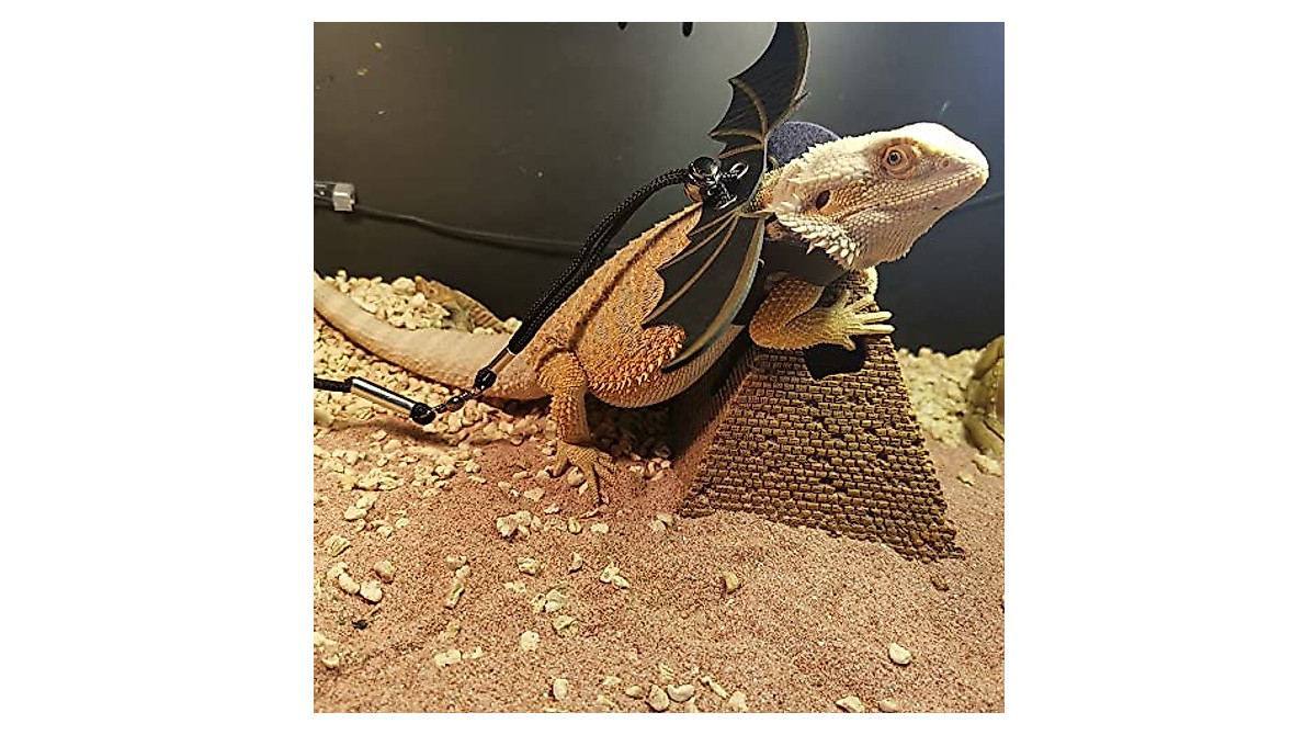 Bearded Dragon Harness Leash | Adjustable Leather Reptile Traction Belt