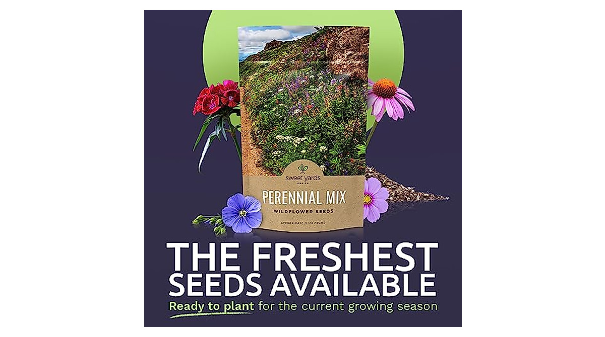 Perennial Wildflower Seeds Mixture - Bulk 1/4 Pound Bag - Over 60,000 ...