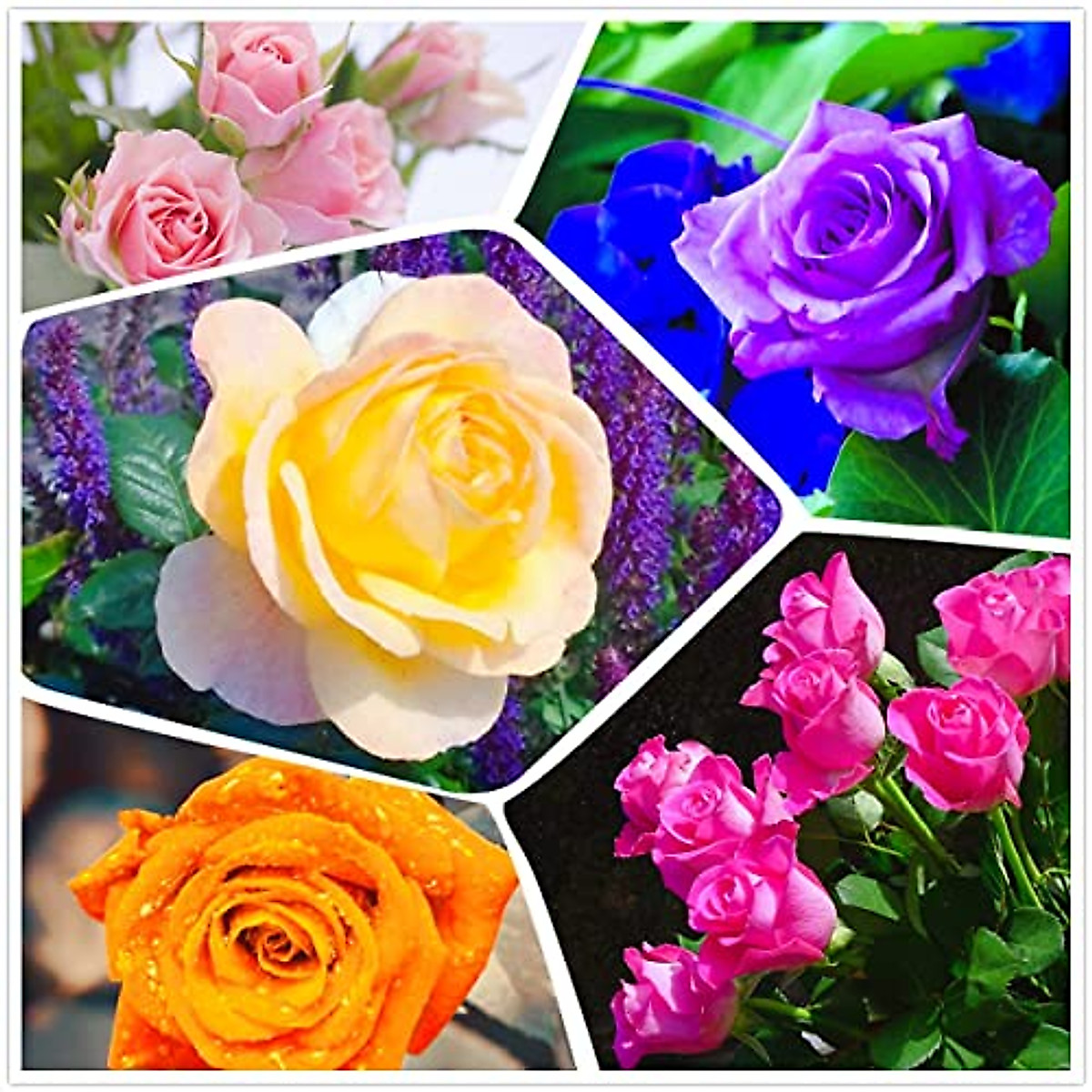 300+ Mix Rose Seeds for Planting - Rainbow, Black, Blue, Multicolor Variety Mixed Rose Flower Seed - Garden Heirloom Perennial Non-GMO Flowers