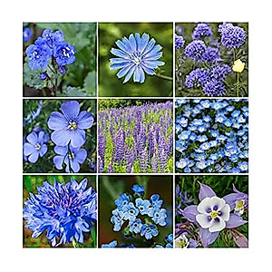 David's Garden Seeds Wildflower Singing The Blues Mix FBA-00079 (Blue) 200 Non-GMO, Heirloom Seeds