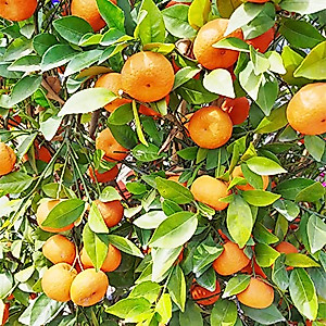 Mandarin Orange Seeds Cold Hardy Mandarin, Citrus Unshiu, Satsuma Orange Evergreen Sweet Organic GMO Free Home Garden Outdoor 25Pcs Fruit Seeds YEGAOL Garden