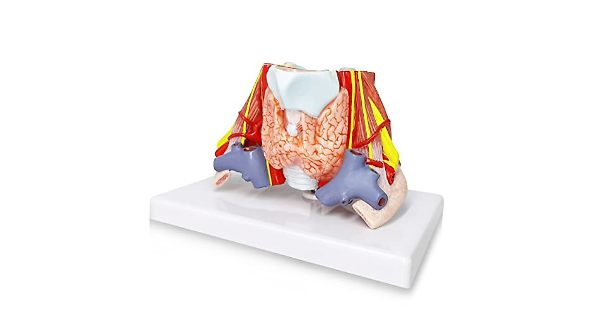 Evotech Human Neck Anatomy Model - Life Size & Detailed