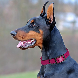 Dogline Biothane Waterproof Dog Collar Strong Coated Nylon Webbing with Black Hardware Odor- Proof for Easy Care Easy to Clean High Performance Fits Small Medium or Large Dogs, Magenta Pink