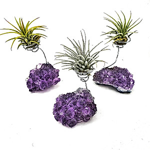 Air Plant Crystal Holder (XL) - Amethyst Airplant, Air Plants Crystals, Crystal Air Plant Holder, Amethyst Air Plant In Crystals, Air Plant Stone, Air Plant Pot, Air Plants in Crystals, TheCrystalCafe