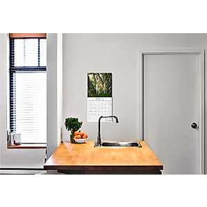 2023 2024 Shiba Inu Calendar - Dog Breed Monthly Wall Calendar - 12 x 24 Open - Thick No-Bleed Paper - Giftable - Academic Teacher's Planner Calendar Organizing & Planning - Made in USA