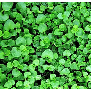 CHUXAY GARDEN Mentha Requienii-Corsican Mint 20 Seeds Overseed Seed New Lawn Existing Lawn Grows in Just Weeks Herb Plant