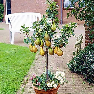Bonsai Pear Tree Seeds - 8 Large Seeds - Grow Fruit Bearing Bonsai