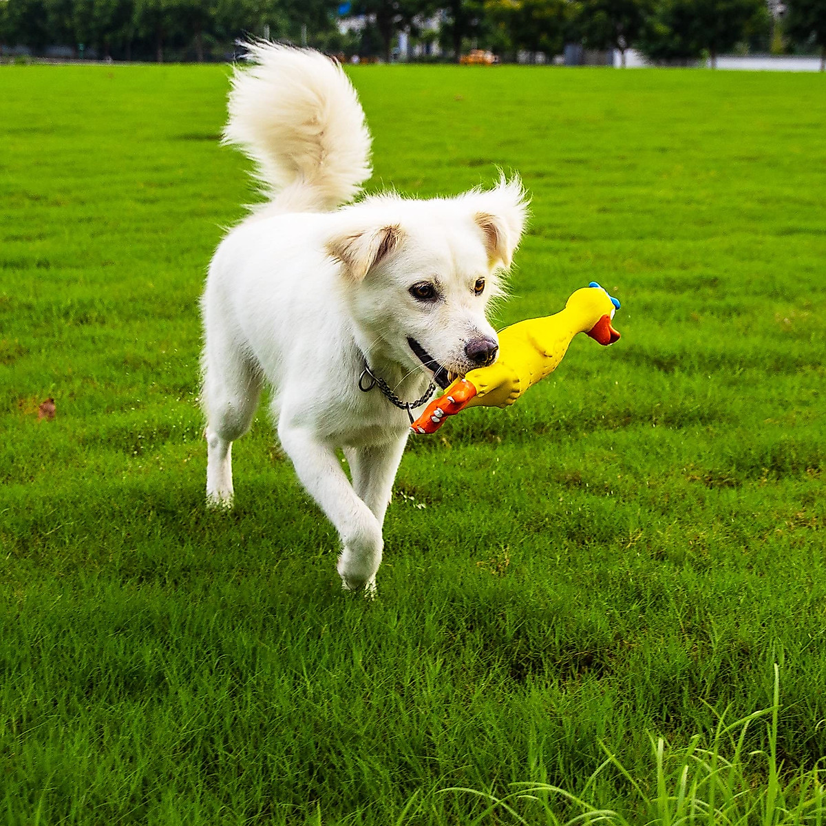 PetLike Squeaky Dog Toys Safe Latex Rubber Dog Toy for Small Medium Dogs Screaming Rubber Duck Dog Toys Set (Duck, 2 Pack)
