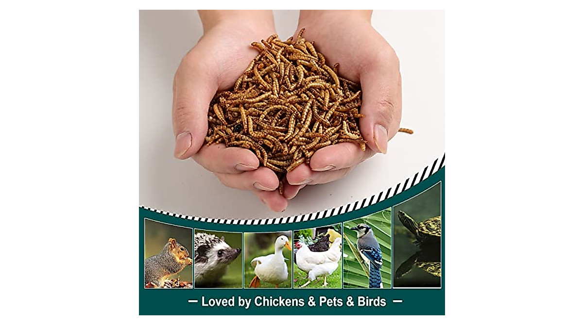 Euchirus 6LBs Non-GMO Dried Mealworms,High-Protein Larvae Treats Feed ...
