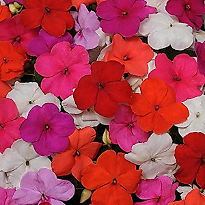 Outsidepride Impatiens Grower Select Garden Flower Plants for Pots, Hanging Baskets, Containers, Window Boxes - 150 Seeds